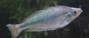 15 Popular Types of Rainbow Fish (With Pictures!) - AquariumStoreDepot