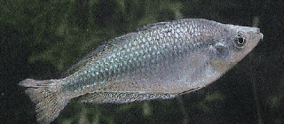 15 Popular Types of Rainbow Fish (With Pictures!) - AquariumStoreDepot