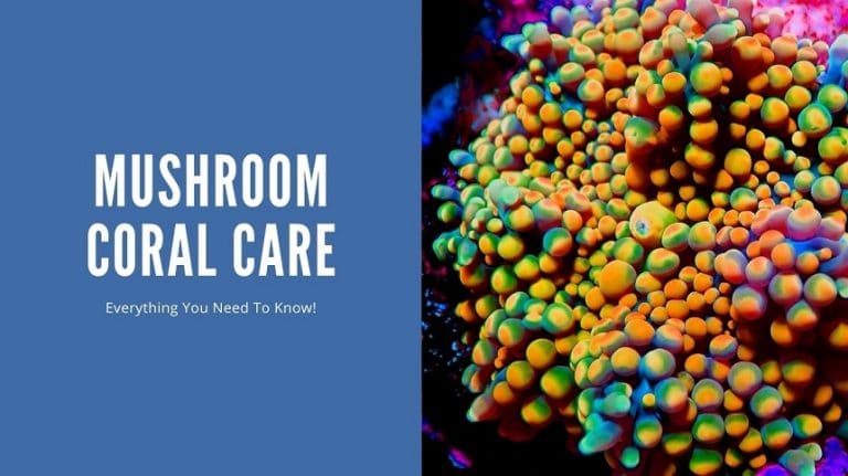 Everything You Need to Know About Mushroom Coral Care - AquariumStoreDepot