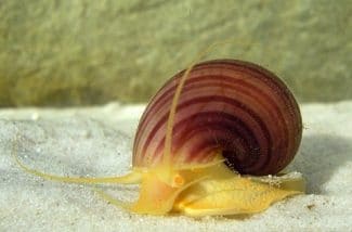 Freshwater Aquarium Snails – 7 to Buy and 4 to Avoid - AquariumStoreDepot