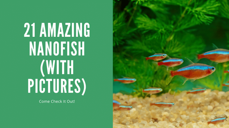 Nano Fish - 21 Amazing fish (With Pictures) - AquariumStoreDepot