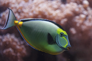 Types of Tangs - 15 Beautiful Additions To Your Aquarium ...