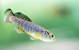 How Do Fish Mate? (And How To Get Them To Breed In Your Aquarium ...
