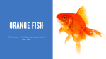 Orange Fish - 9 Freshwater (and 7 Saltwater Species for Your Tank ...
