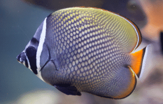 The Top 21 Types Of Butterfly Fish (With Pictures) - AquariumStoreDepot