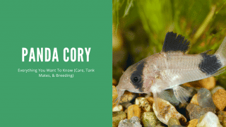 Panda Cory - A Complete Care Guide - AquariumStoreDepot