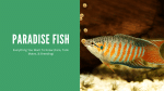 Paradise Fish Care Guide: The Underrated Classic That Deserves More ...