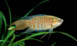 Paradise Fish Care Guide: The Underrated Classic That Deserves More ...