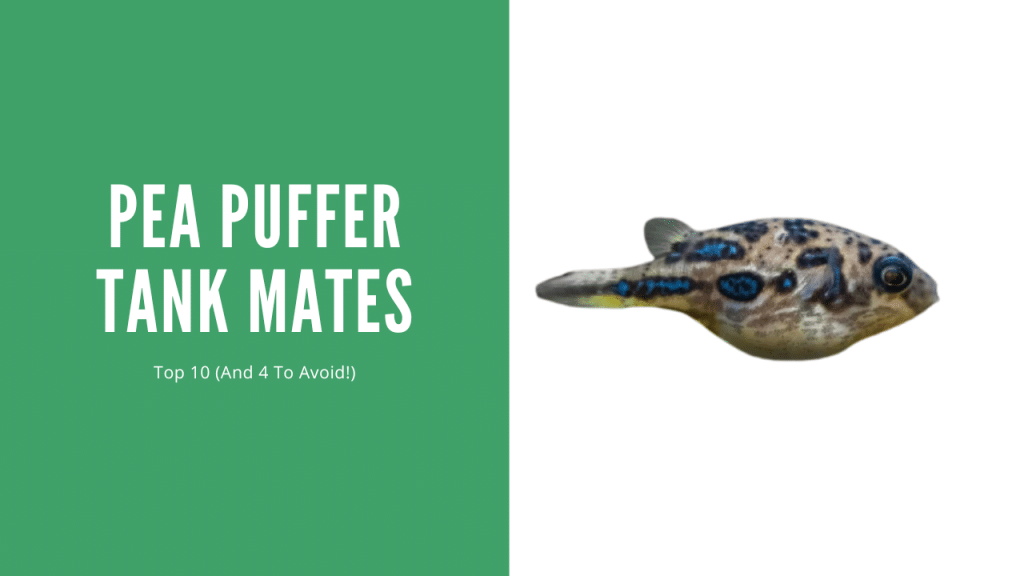 Top 10 Pea Puffer Tank Mates (And 4 You Should Never Try ...