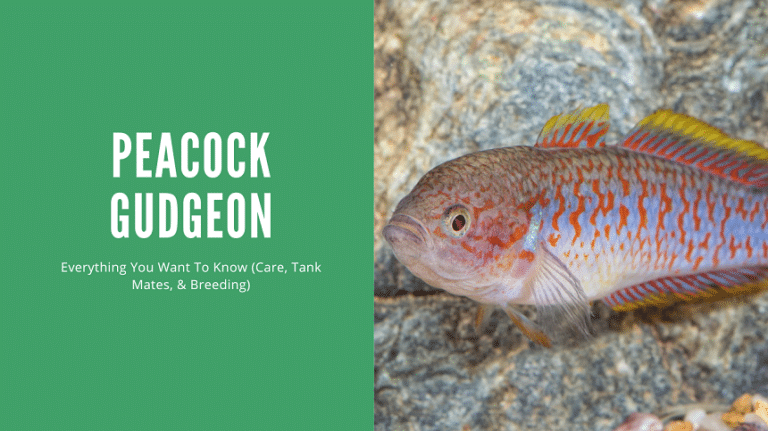 Caring for Peacock Gudgeon: Tank Setup, Food, Tank Mates, Breeding ...