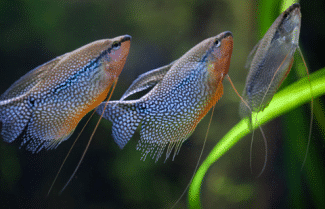 15 Aquarium Fish That Start With M (Species Guide) - AquariumStoreDepot