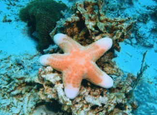 What Do Starfish Eat? (And How They Do So) - AquariumStoreDepot