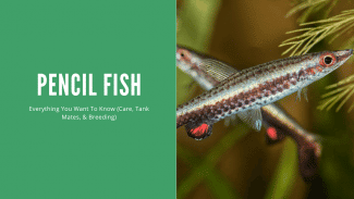 Pencil Fish - A Complete Care Guide - AquariumStoreDepot