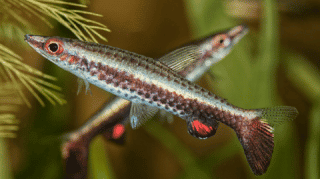 Pencilfish: Complete Care Guide (Nannostomus spp.)