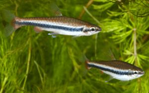 Nano Fish - 21 Amazing fish (With Pictures) - AquariumStoreDepot