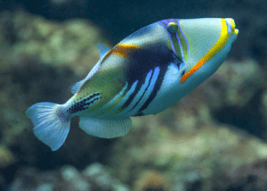 Reef Triggerfish - 8 Best For Aquariums (And 2 to Avoid ...