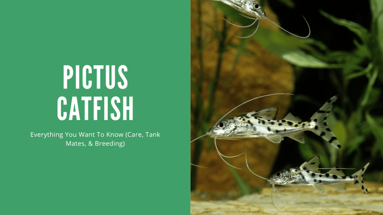 Pictus Catfish - A Complete Care Guide - AquariumStoreDepot