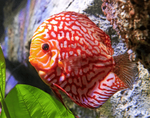 15 Fish That Start With P (For Aquariums - AquariumStoreDepot