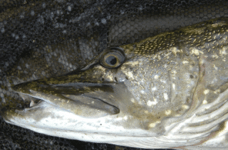 Top 20 Fish With Ugly Teeth (With Photos) - AquariumStoreDepot