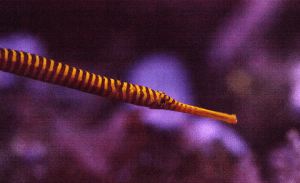 15 Fish That Start With P (For Aquariums - AquariumStoreDepot