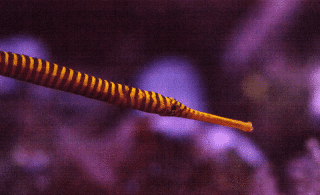 15 Fish That Start With P (For Aquariums - AquariumStoreDepot