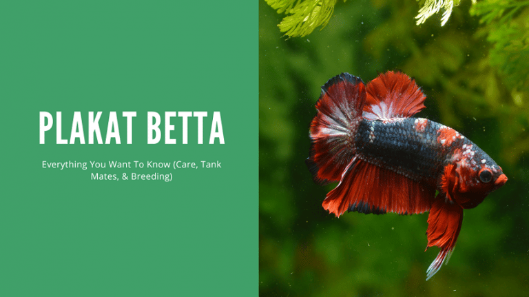Plakat Betta ( A Complete Care Guide) - AquariumStoreDepot
