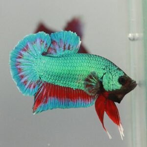 Plakat Betta: Complete Care Guide (The Original Fighting Fish ...