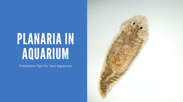 Planaria In Aquarium - Prevention & Elimination Tips - AquariumStoreDepot