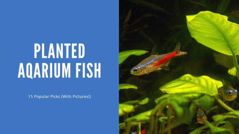 15 Best Fish for Planted Aquariums (From 25 Years of Planted Tanks)