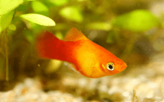 5 Main Types of Livebearers: A Beginner's Guide to Guppies, Platies ...