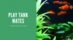 15 Best Platy Tank Mates for a Peaceful Community Tank - AquariumStoreDepot