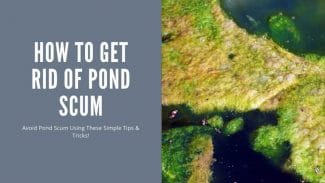 HOW TO GET RID OF POND SCUM - AVOID POND SCUM USING THESE SIMPLE TIPS ...