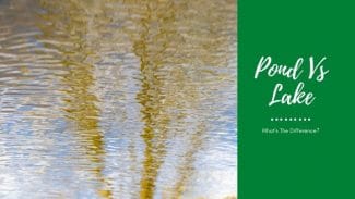 Pond Vs Lake - What's the Difference? - AquariumStoreDepot