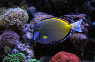 15 Types of Tangs: The Reef Keeper's Guide to Saltwater Surgeonfish ...