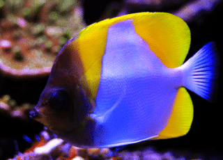 The Top 21 Types Of Butterfly Fish (With Pictures) - AquariumStoreDepot
