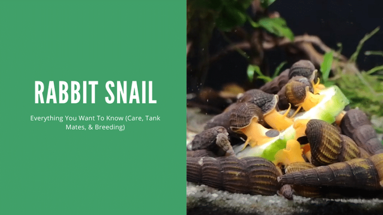 Rabbit Snail: The Good, The Bad, and The Slimy - All You Need to Know ...