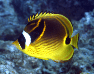The Top 21 Types Of Butterfly Fish (With Pictures) - AquariumStoreDepot
