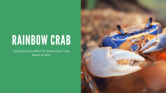 Rainbow Crab Care Guide: The Semi-Aquatic Setup They Actually Need ...
