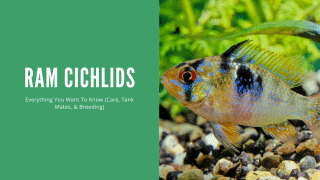 Ram Cichlid - EVERYTHING YOU WANT TO KNOW (Care, Tank Mates, Breeding ...