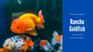 RANCHU GOLDFISH - Caring For The Beautiful King Of Goldfish ...