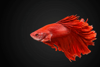 Betta Fish: Complete Care Guide (2026) | ASD