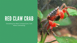 A Comprehensive Guide to Red Claw Crab Care (Diet, Breeding, and Tank ...