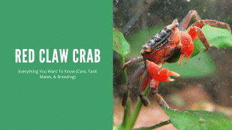 A Comprehensive Guide to Red Claw Crab Care (Diet, Breeding, and Tank ...