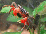 Red Claw Crab Care Guide: Not a Freshwater Crab (Despite What the Store ...