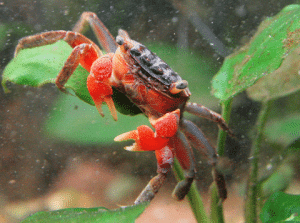 A Comprehensive Guide to Red Claw Crab Care (Diet, Breeding, and Tank ...