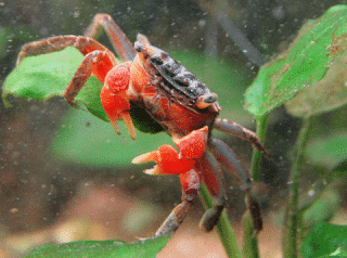 Red Claw Crab Care Guide: Not a Freshwater Crab (Despite What the Store ...