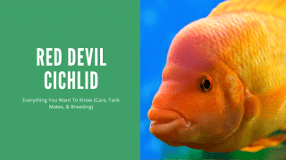 Red Devil Cichlid Care Guide: What You Need to Know Before You Buy ...