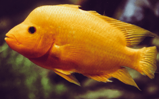 Red Devil Cichlid Care Guide: What You Need to Know Before You Buy ...