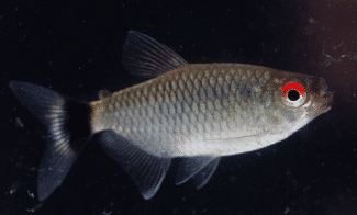 Types Of Tetras - 21 Of The Best (With Pictures!) - AquariumStoreDepot