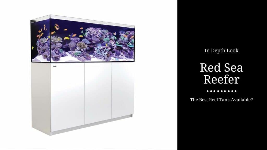 Red Sea Reefer Review: Honest Assessment From a Long-Time Reefer ...
